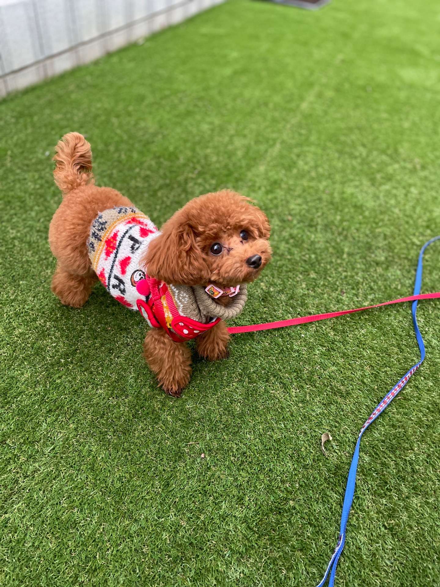 トリミングの周期ってどのくらい | ブログ | 埼玉県坂戸のトリミングならmilimili trimming salon